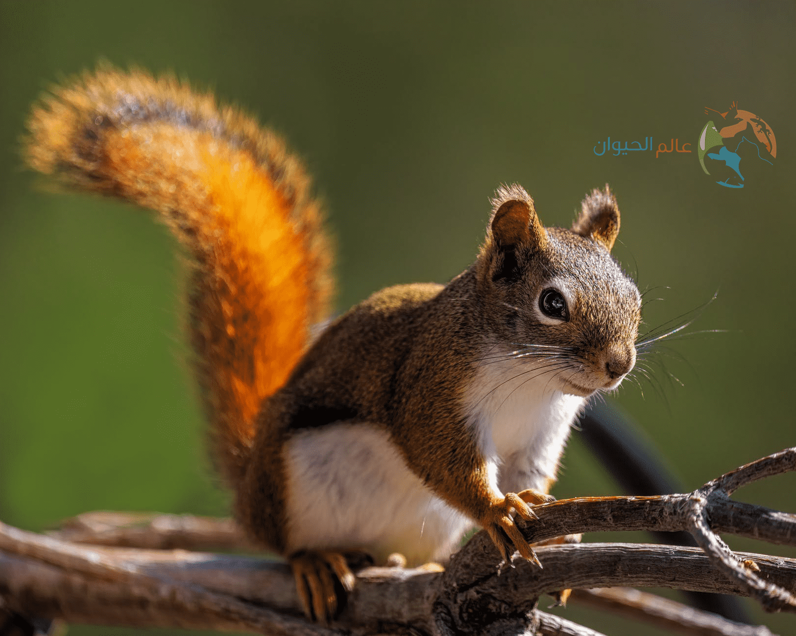 معلومات عن السنجاب وأنواع السناجب – عالم الحيوان